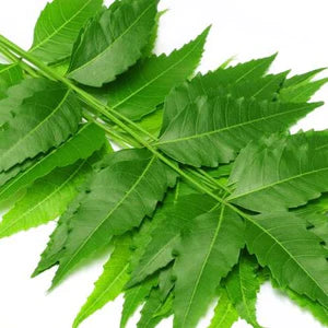 Neem Leaves Bunch – OM SEVVEL INDIAN STORE